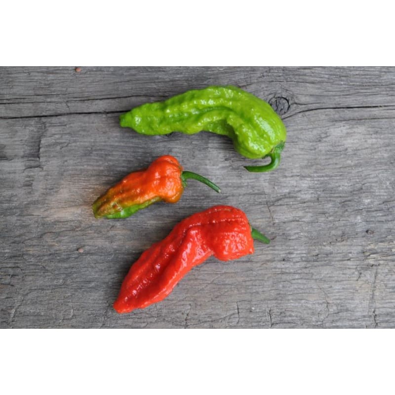 Ghost Pepper - Bhut Jolokia (100-120 Days) – Pinetree Garden Seeds