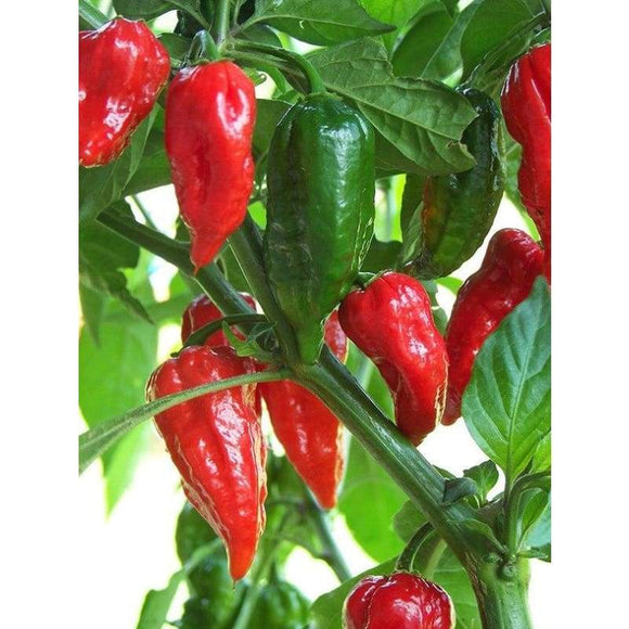 Ghost Pepper - Bhut Jolokia (100-120 Days) – Pinetree Garden Seeds