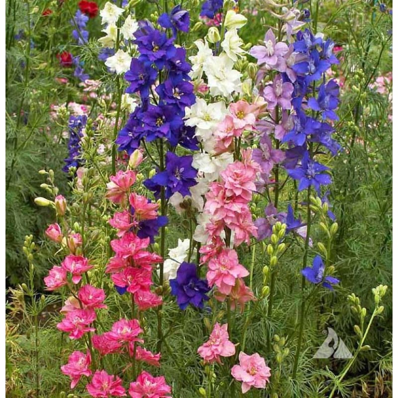 Giant Imperial Mix Larkspur
