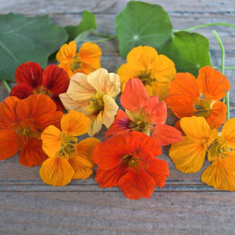 NASTURTIUM - GLEAM MIX