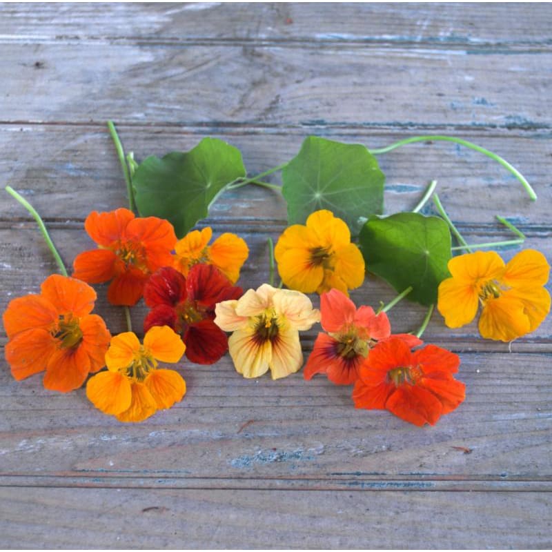 NASTURTIUM - GLEAM MIX – Pinetree Garden Seeds