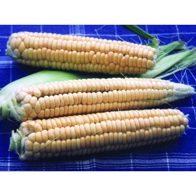 GOLDEN BANTAM CORN (78 days heirloom) – Pinetree Garden Seeds