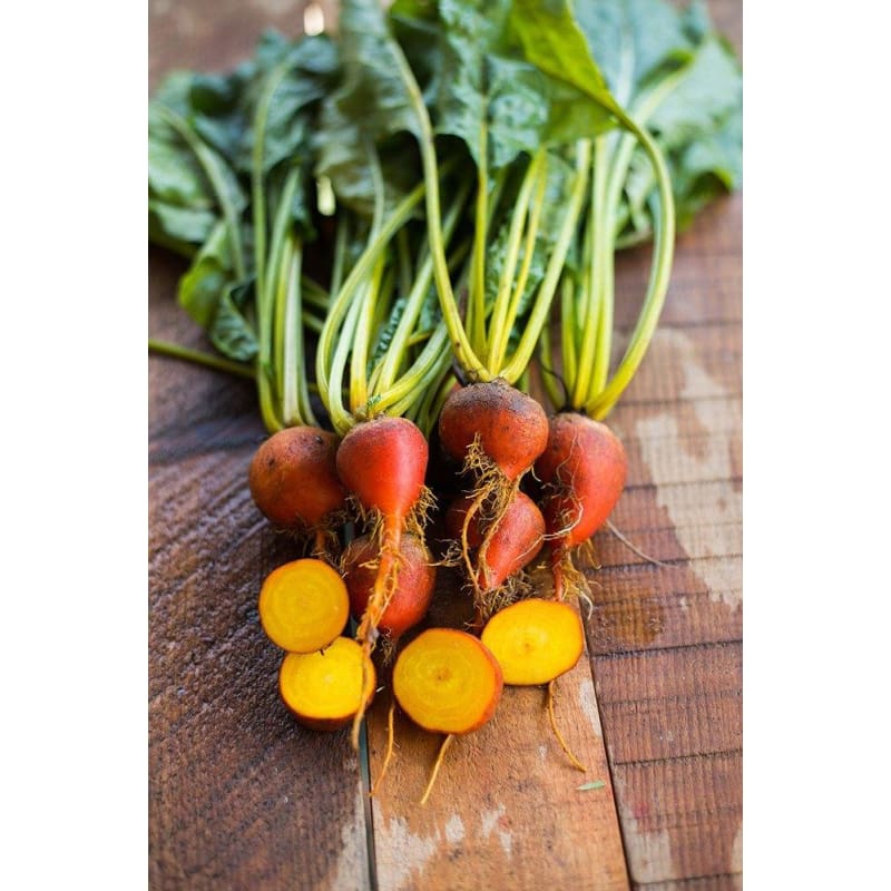 Golden Beet (Heirloom, 55 Days) – Pinetree Garden Seeds