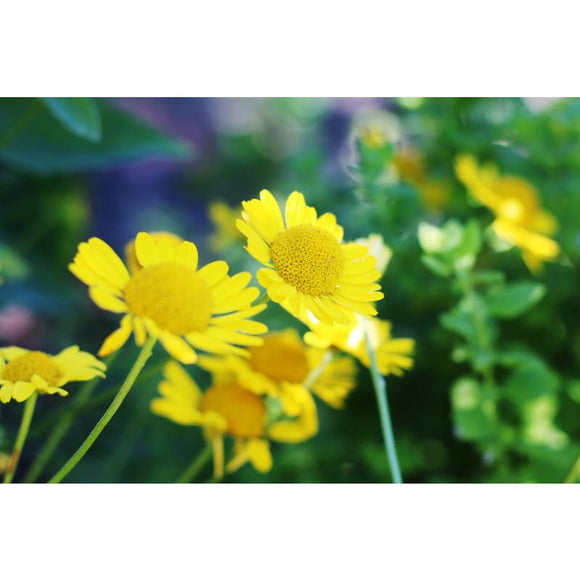 Golden Marguerite – Pinetree Garden Seeds