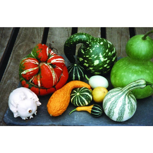 Gourd Mix (95-120 Days) – Pinetree Garden Seeds