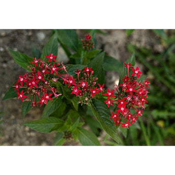 Pentas – Pinetree Garden Seeds