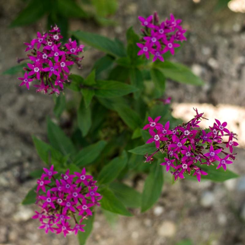 Graffiti Violet Pentas