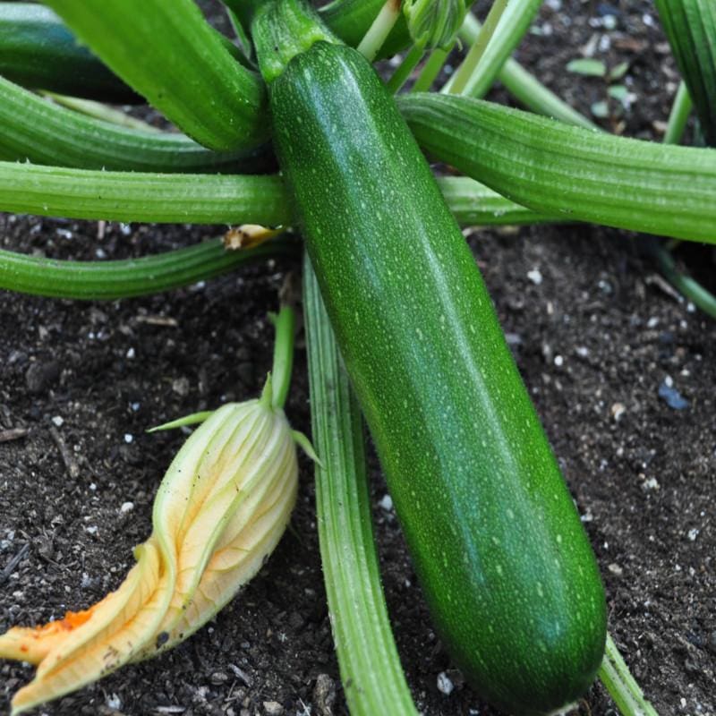 Green Machine Zucchini (Organic F1 Hybrid 45 Days) Cucurbita pepo