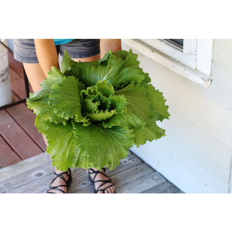 Green Rocket Cabbage (F1 Hybrid, 79 Days) – Pinetree Garden Seeds
