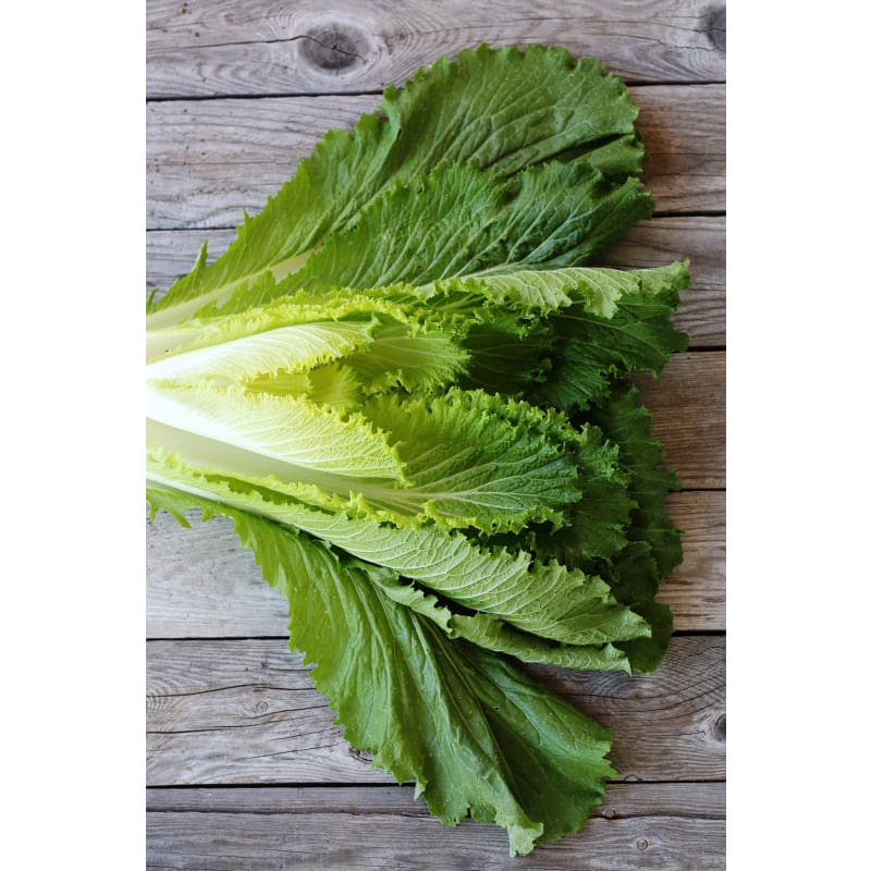 Green Rocket Cabbage (F1 Hybrid, 79 Days)