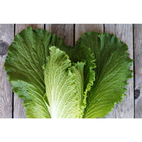 Green Rocket Cabbage (F1 Hybrid, 79 Days)