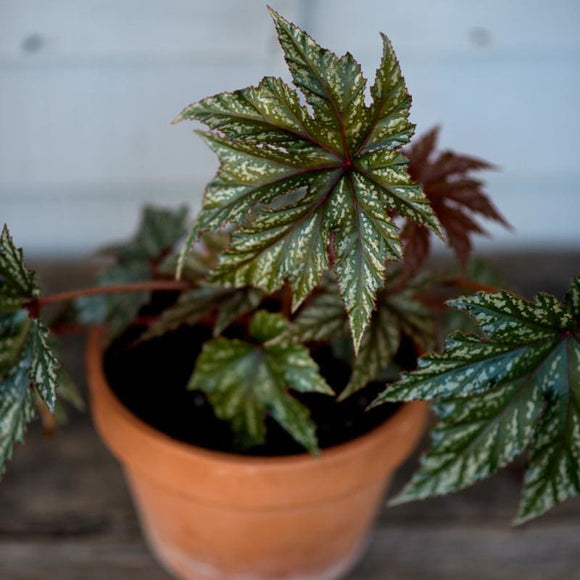 Gryphon Begonia – Pinetree Garden Seeds