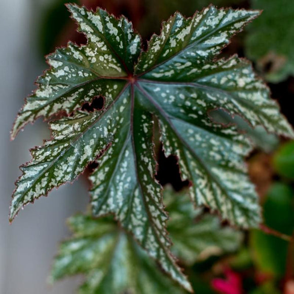 Gryphon Begonia – Pinetree Garden Seeds