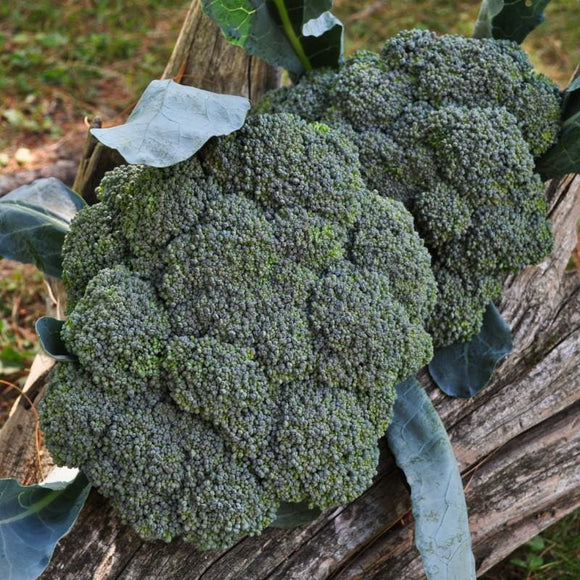 Gypsy Broccoli (F1 Hybrid 57 Days) – Pinetree Garden Seeds
