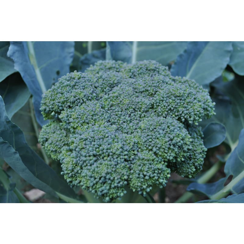 Gypsy Broccoli (F1 Hybrid 57 Days) – Pinetree Garden Seeds