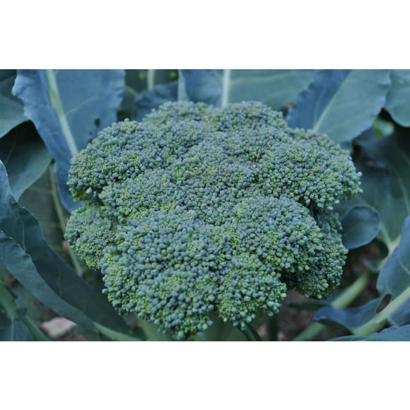 Gypsy Broccoli (F1 Hybrid 57 Days) – Pinetree Garden Seeds