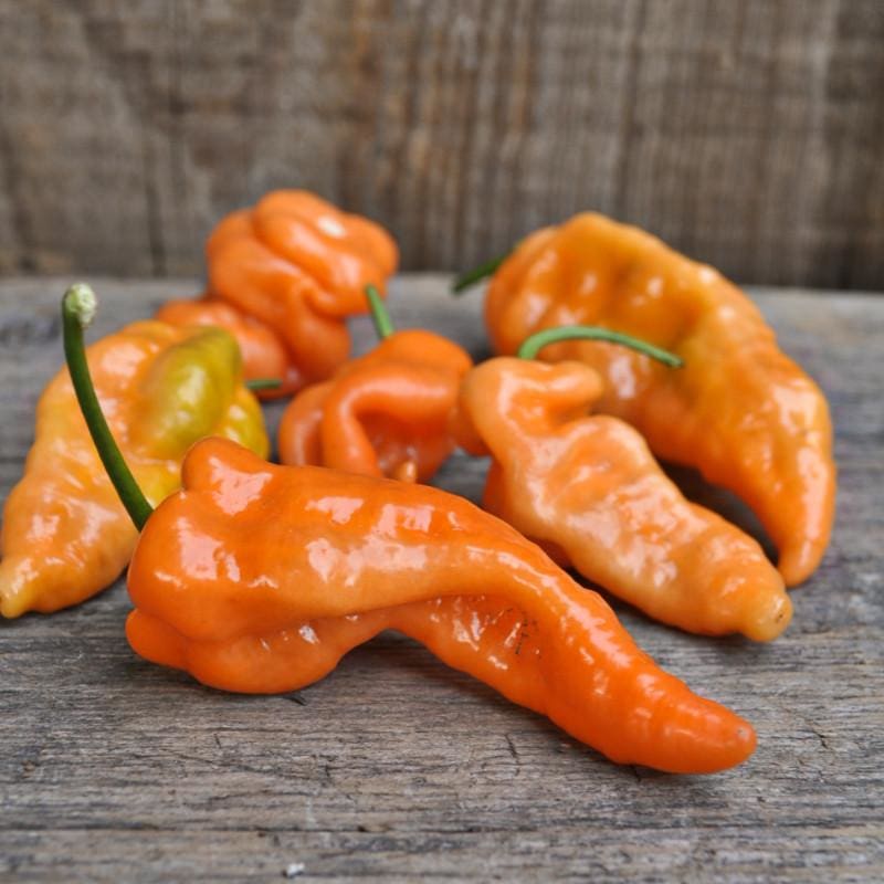 Habanada Pepper (70 Days) Caspsicum chinense