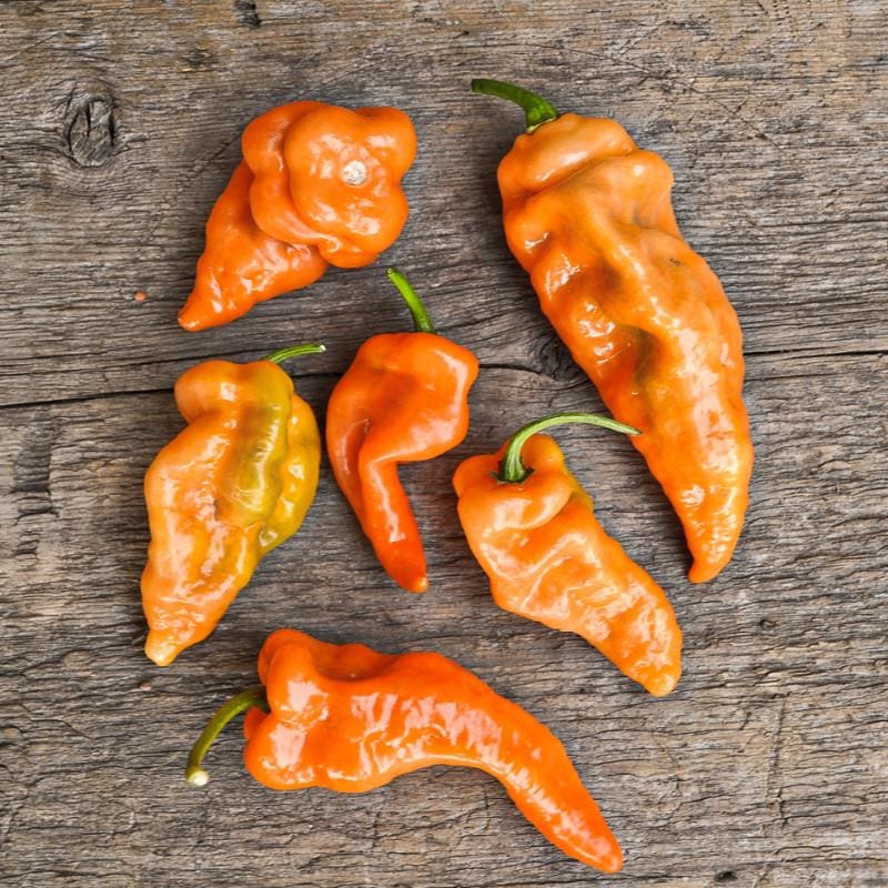 Habanada Pepper (70 Days) Caspsicum chinense – Pinetree Garden Seeds