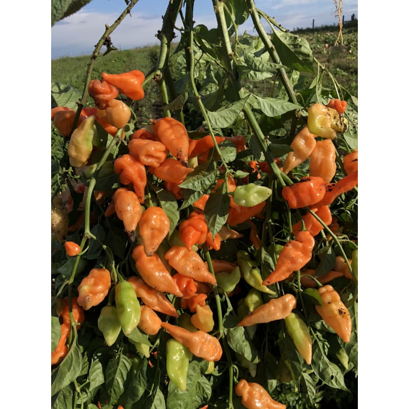 Habanada Pepper (70 Days) Caspsicum chinense – Pinetree Garden Seeds