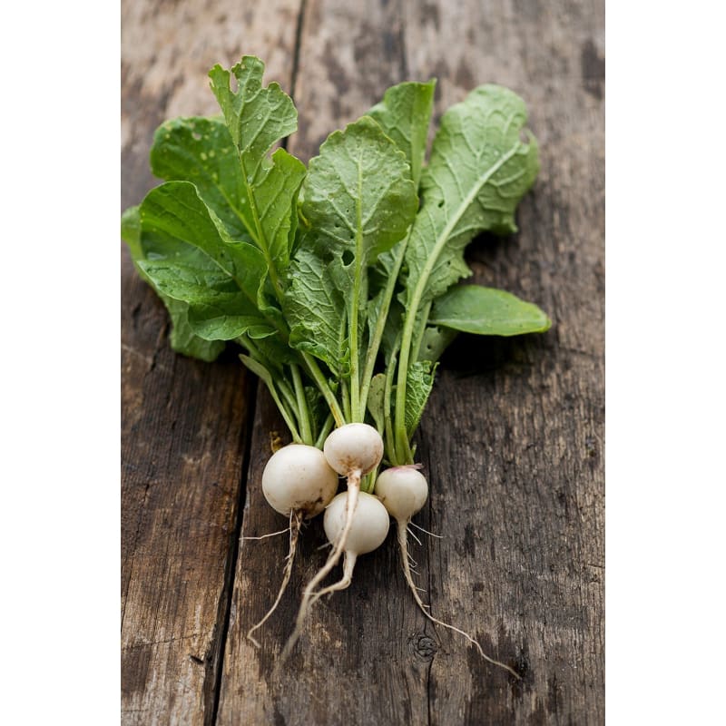Hailstone Radish (Heirloom, 25 Days) – Pinetree Garden Seeds