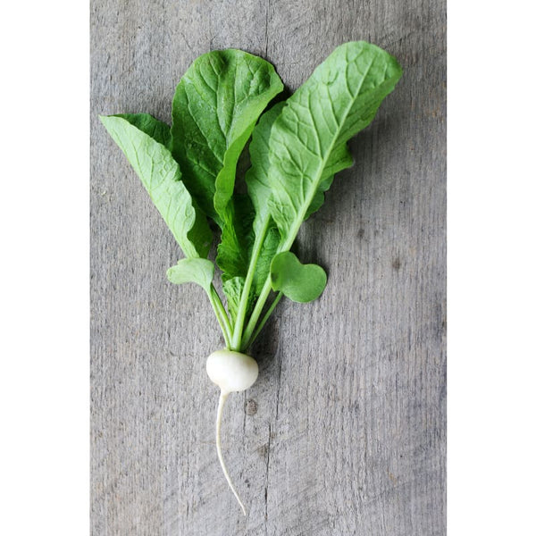 Hailstone Radish (Heirloom, 25 Days)