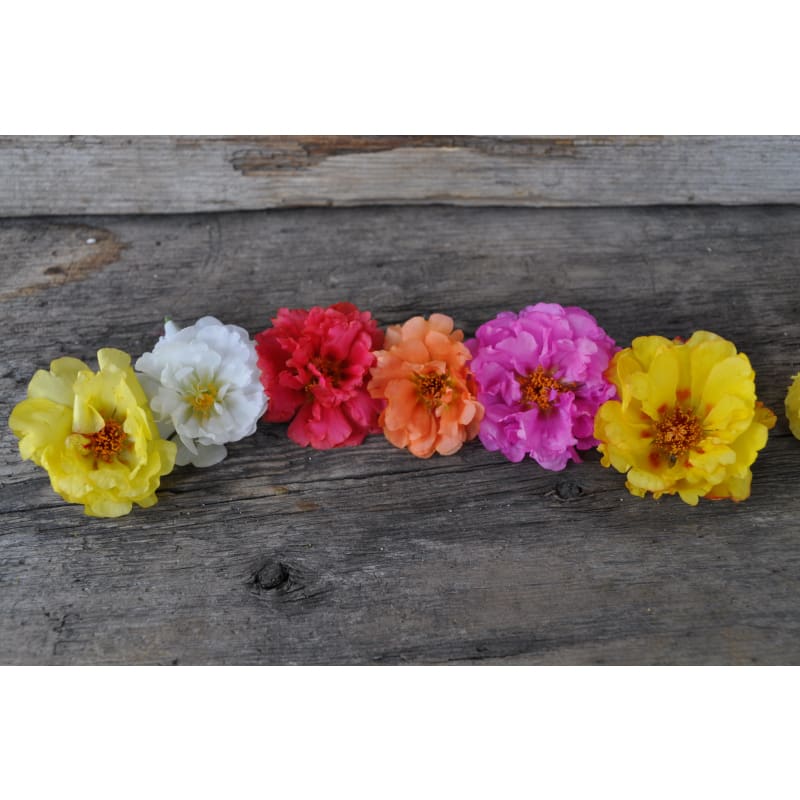 Happy Trails Mix Portulaca – Pinetree Garden Seeds