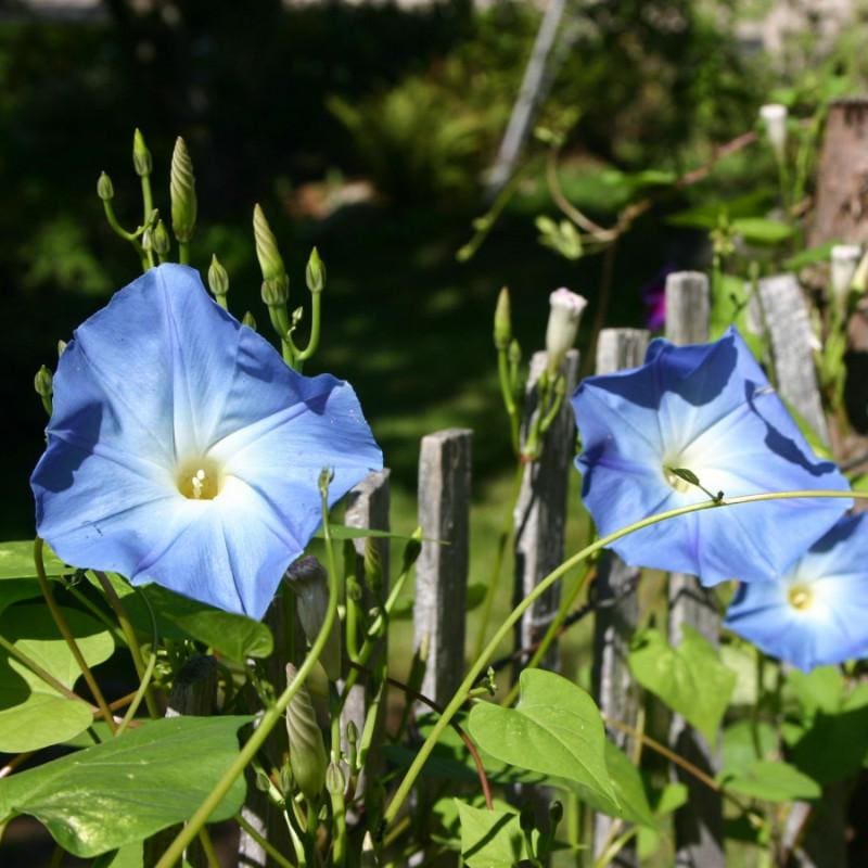 Heavenly Blue Morning Glory – Pinetree Garden Seeds