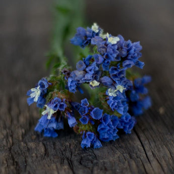 Statice – Pinetree Garden Seeds