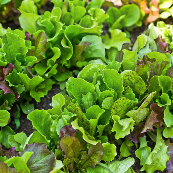 Heirloom Cutting Mix Lettuce – Pinetree Garden Seeds