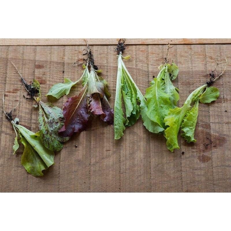 Heirloom Cutting Mix Lettuce – Pinetree Garden Seeds