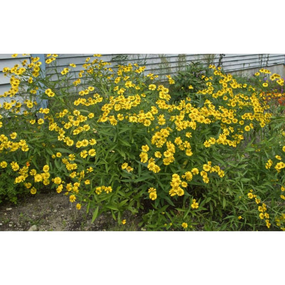 Helen's Flower Helenium – Pinetree Garden Seeds