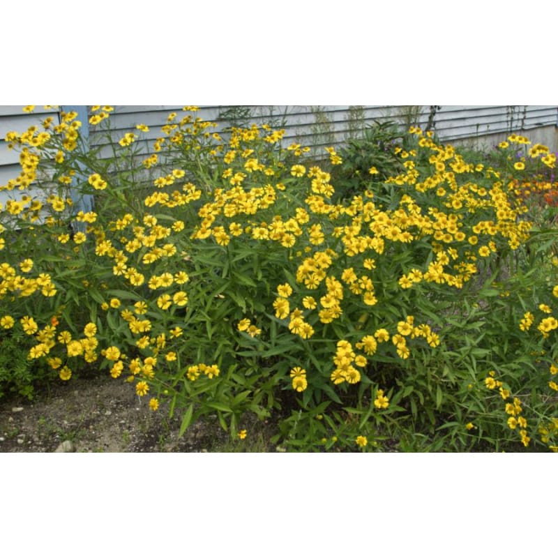 Helen's Flower Helenium