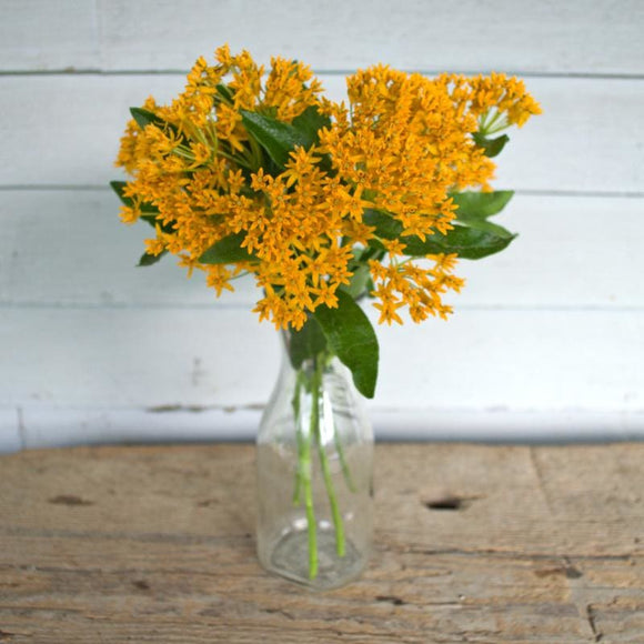 Hello Yellow Milkweed – Pinetree Garden Seeds