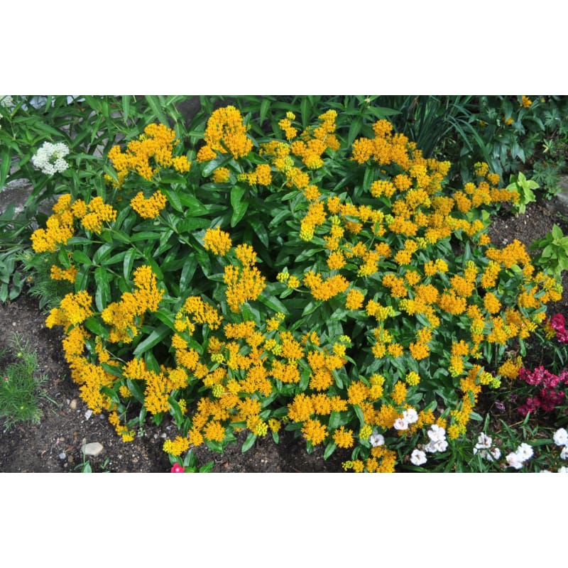 Hello Yellow Milkweed – Pinetree Garden Seeds