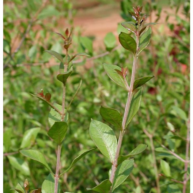 Henna – Pinetree Garden Seeds