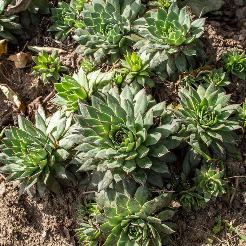 Cactus and Succulents