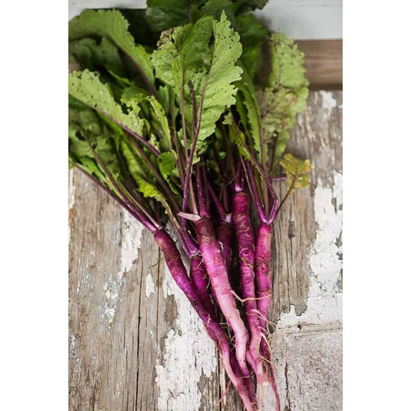 Hinona Kabu Japanese Turnip (40 Days) – Pinetree Garden Seeds