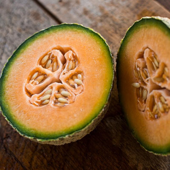 Honey Rock Melon (Heirloom, 90 Days) – Pinetree Garden Seeds