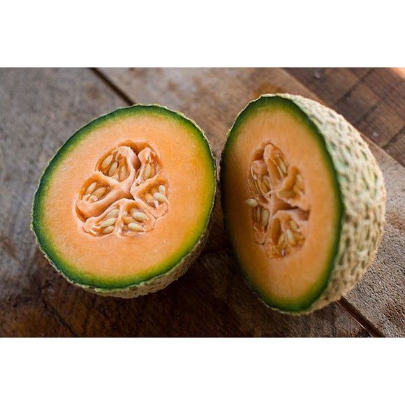 Honey Rock Melon (Heirloom, 90 Days) – Pinetree Garden Seeds