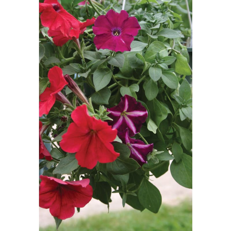 Hurrah Mix Petunia – Pinetree Garden Seeds