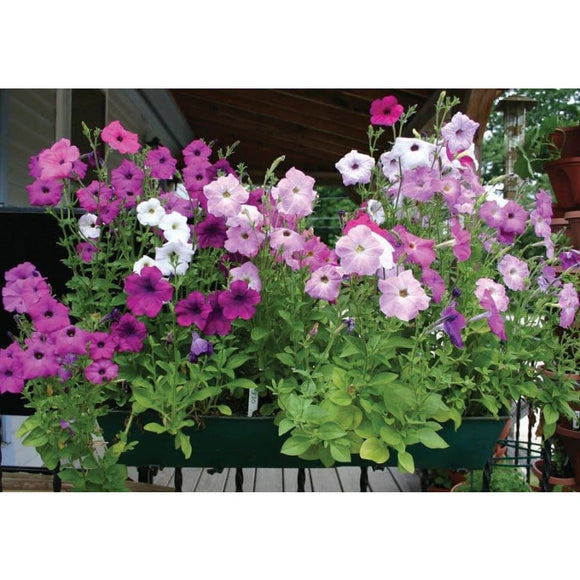 Hurrah Mix Petunia – Pinetree Garden Seeds
