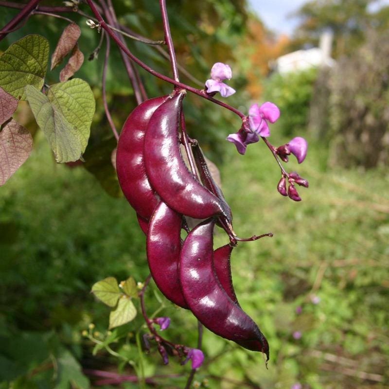 Hyacinth Bean – Pinetree Garden Seeds