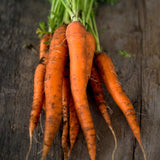 Imperator Carrot (Heirloom 70 Days) – Pinetree Garden Seeds
