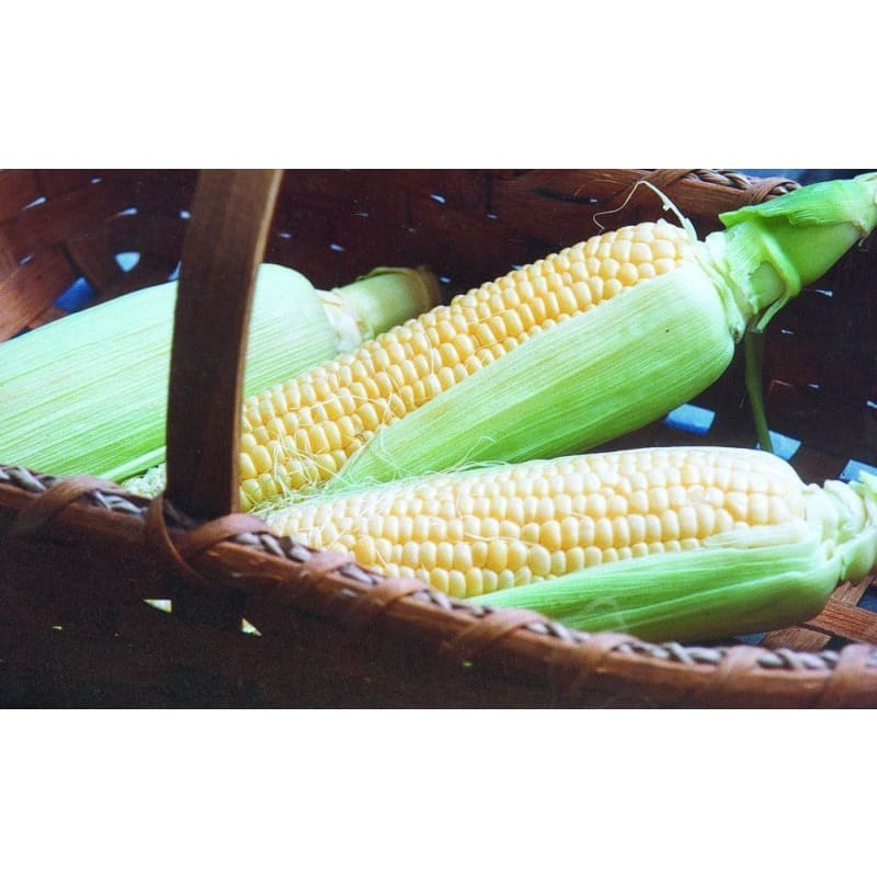 Incredible Corn (F1 Hybrid 84 Days) SE – Pinetree Garden Seeds