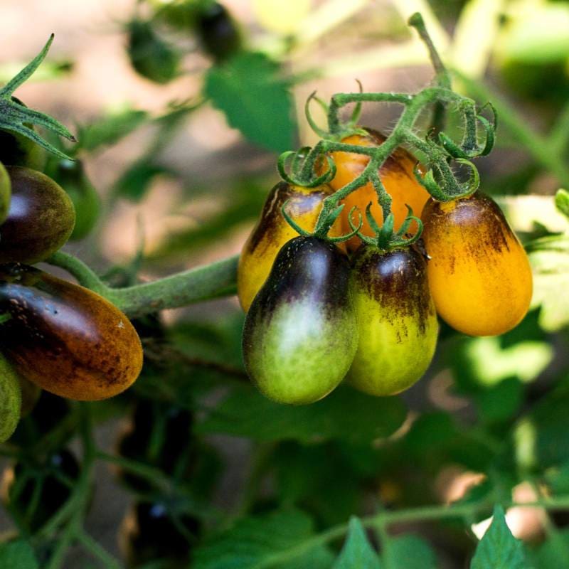 Indigo Pear Drops Tomato (Organic 65 Days) – Pinetree Garden Seeds