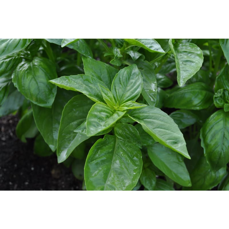 Italian Large Leaf Basil