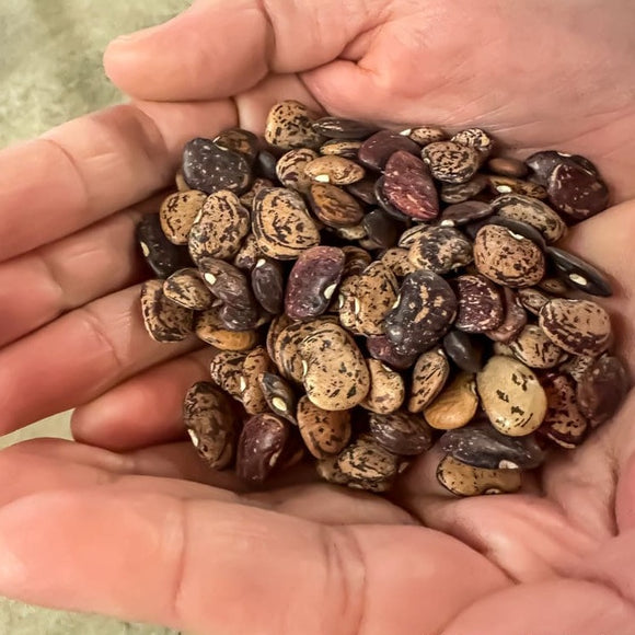 Jackson Wonder Lima Bean (65-70 Days) – Pinetree Garden Seeds