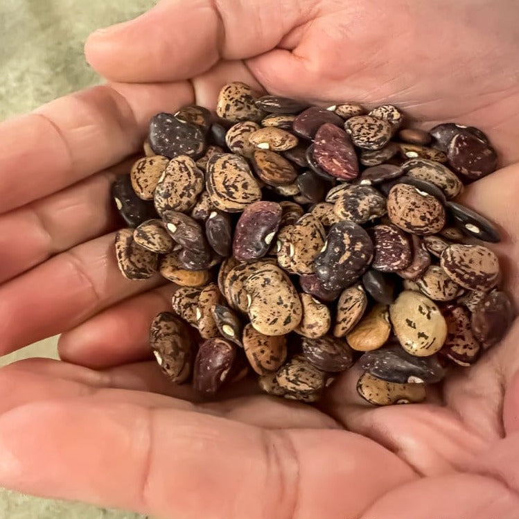 Jackson Wonder Lima Bean (65-70 Days)