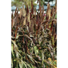 Jester Ornamental Millet