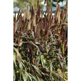 Jester Ornamental Millet – Pinetree Garden Seeds